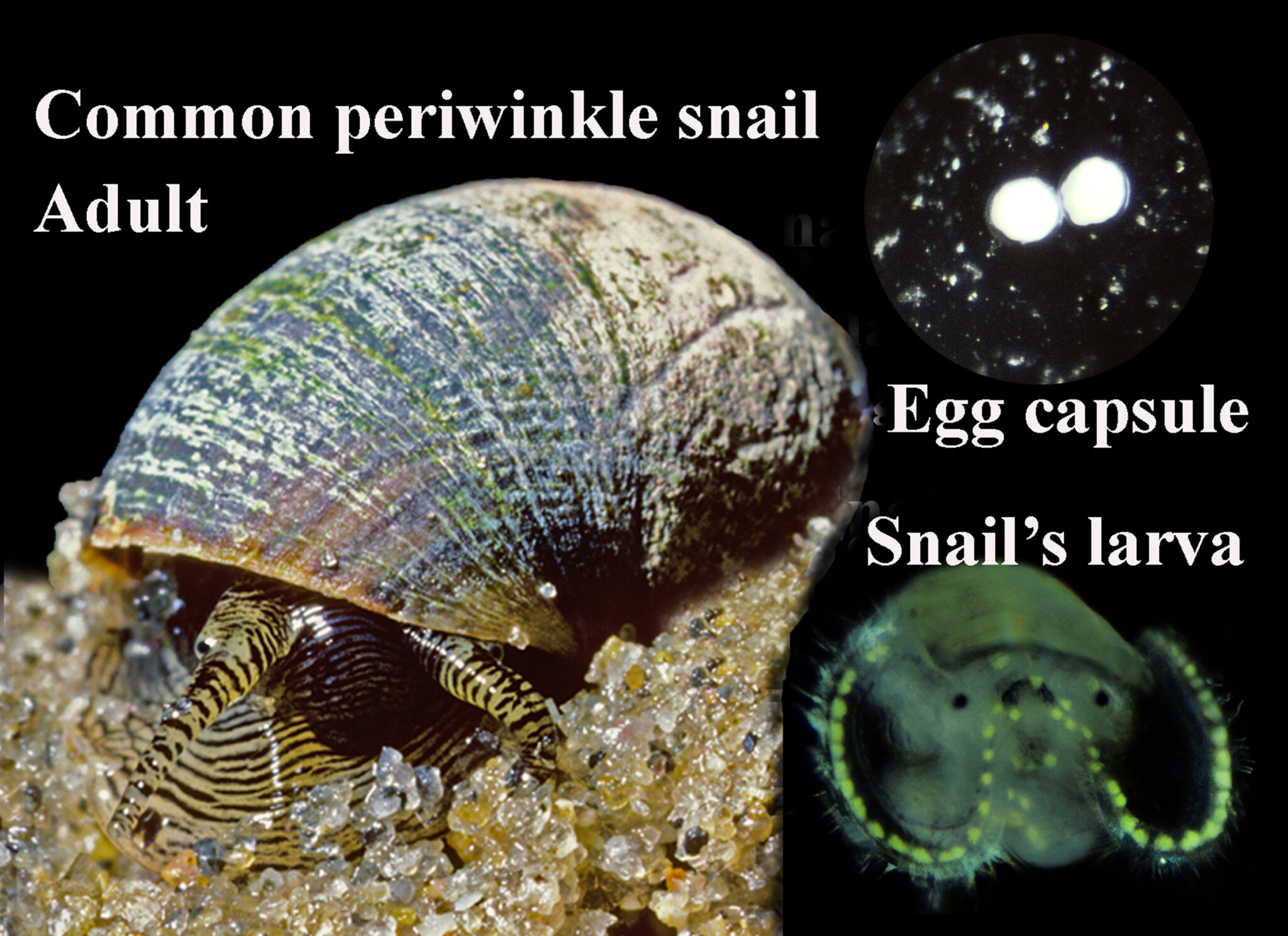 Ballast Transport of Invasive Marine Species – Long Island Boating World