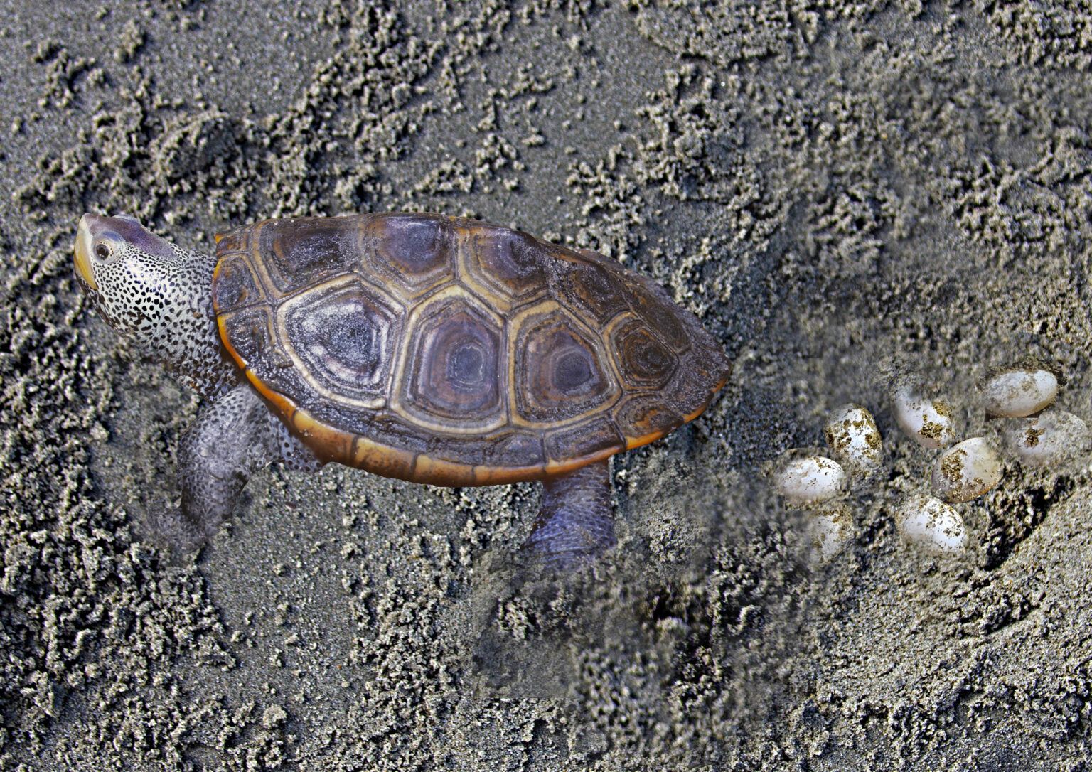 Salt Marsh Diamonds – Long Island Boating World
